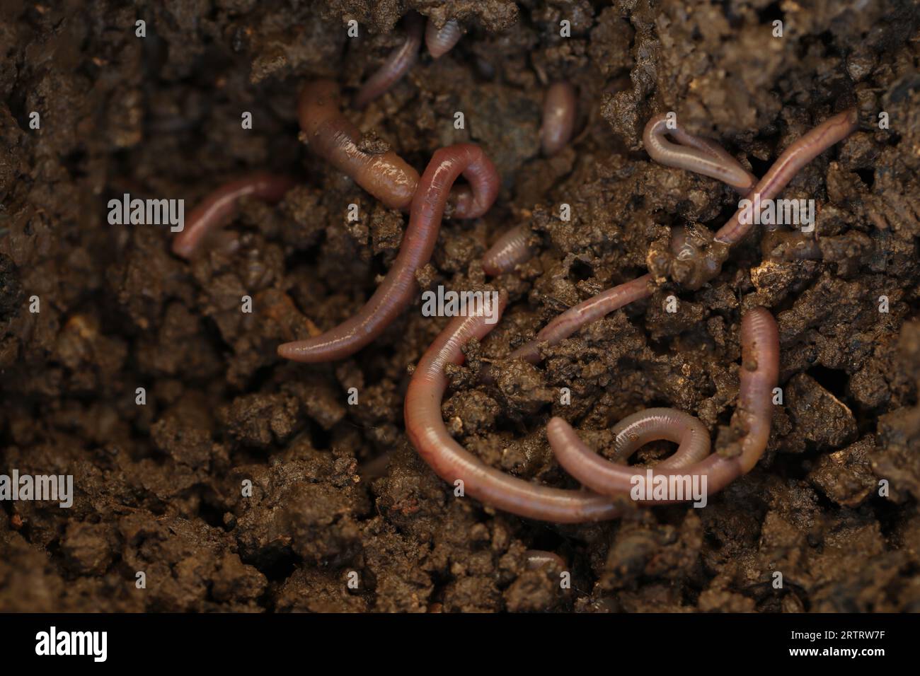 Earth worms and rain hi-res stock photography and images - Alamy