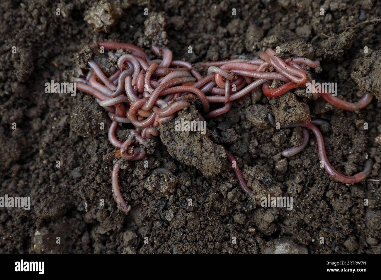 Many earthworms on wet soil, top view Stock Photo - Alamy
