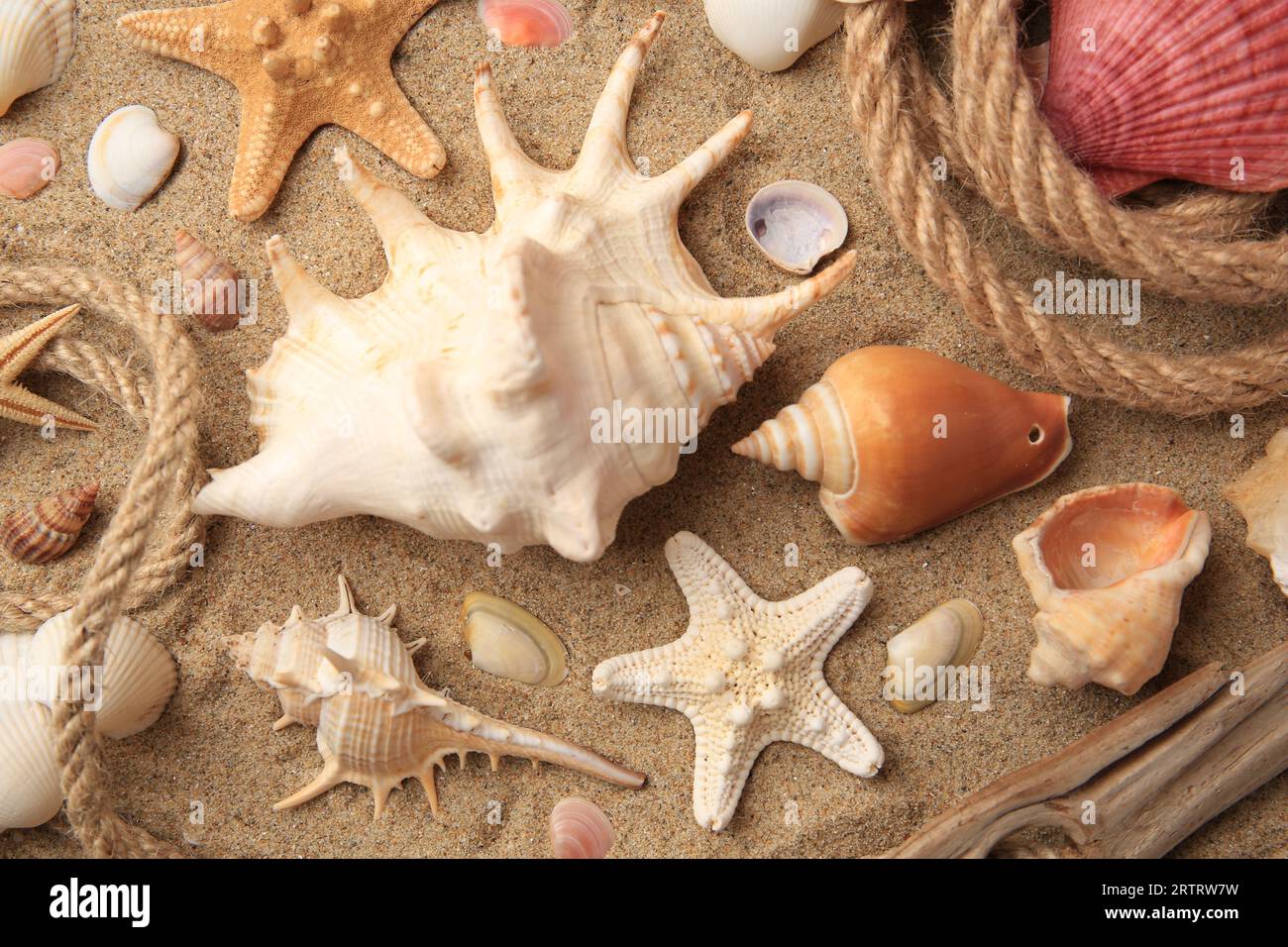 Different sea shells starfishes hi-res stock photography and images - Alamy