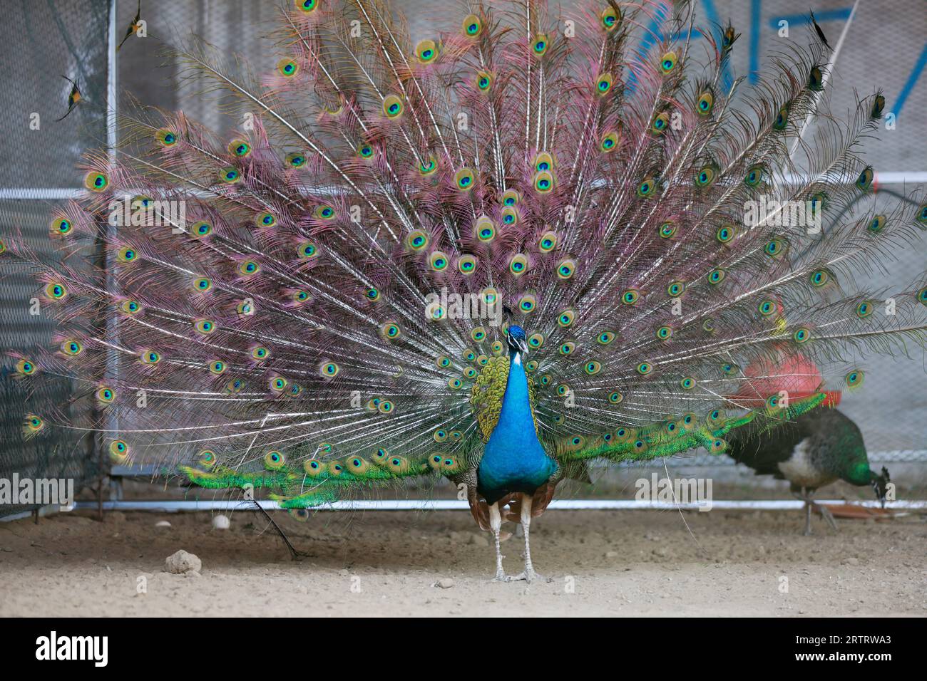 peacock flaunting its tail in a zoo, North China Stock Photo - Alamy