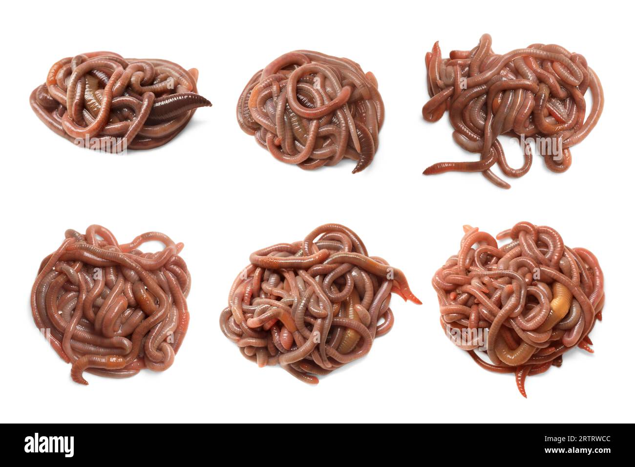 Set with many worms isolated on white Stock Photo - Alamy