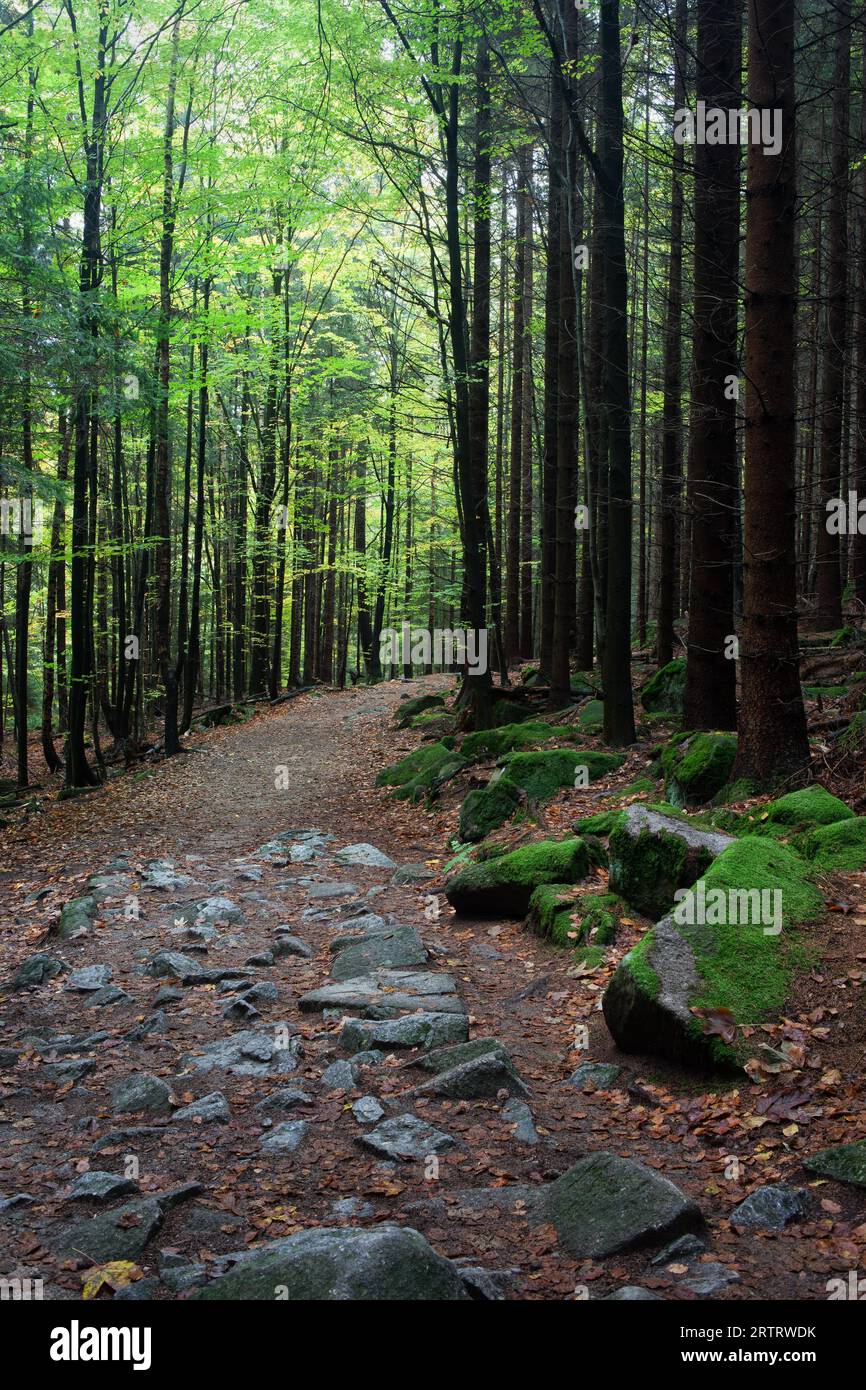Slender trees hi-res stock photography and images - Alamy
