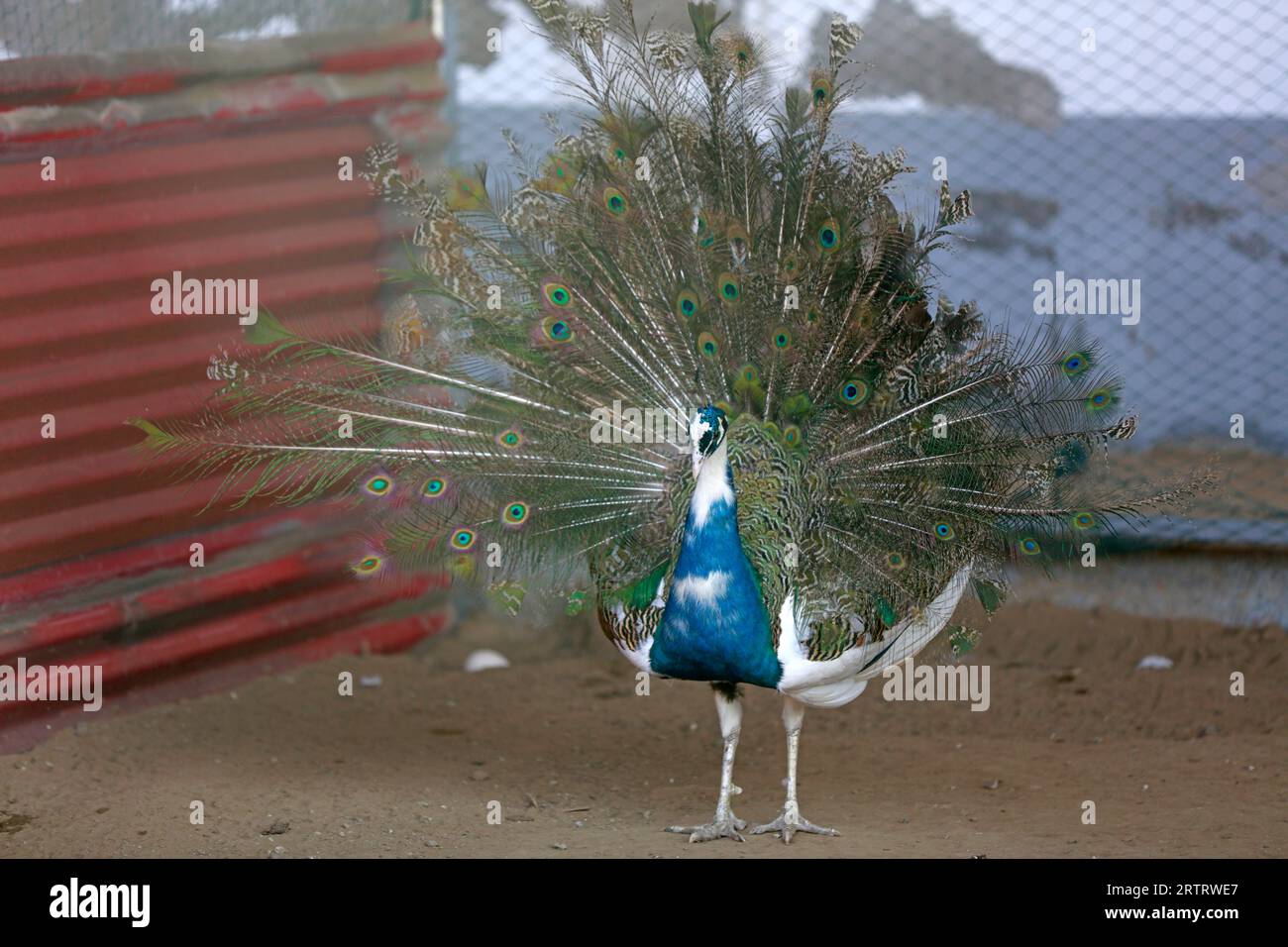 peacock flaunting its tail in a zoo, North China Stock Photo - Alamy