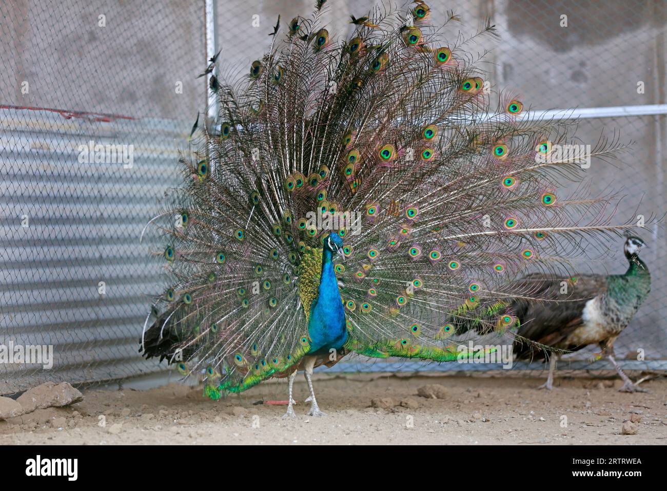 peacock flaunting its tail in a zoo, North China Stock Photo - Alamy