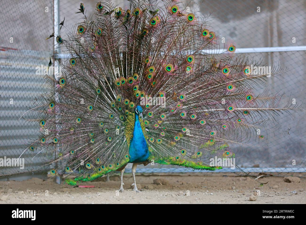 peacock flaunting its tail in a zoo, North China Stock Photo - Alamy