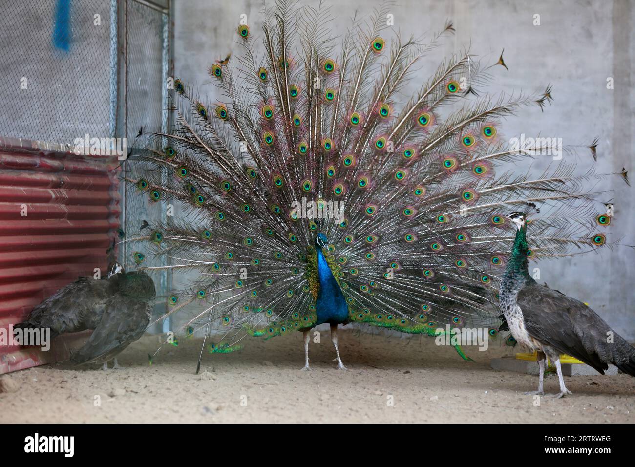 peacock flaunting its tail in a zoo, North China Stock Photo - Alamy