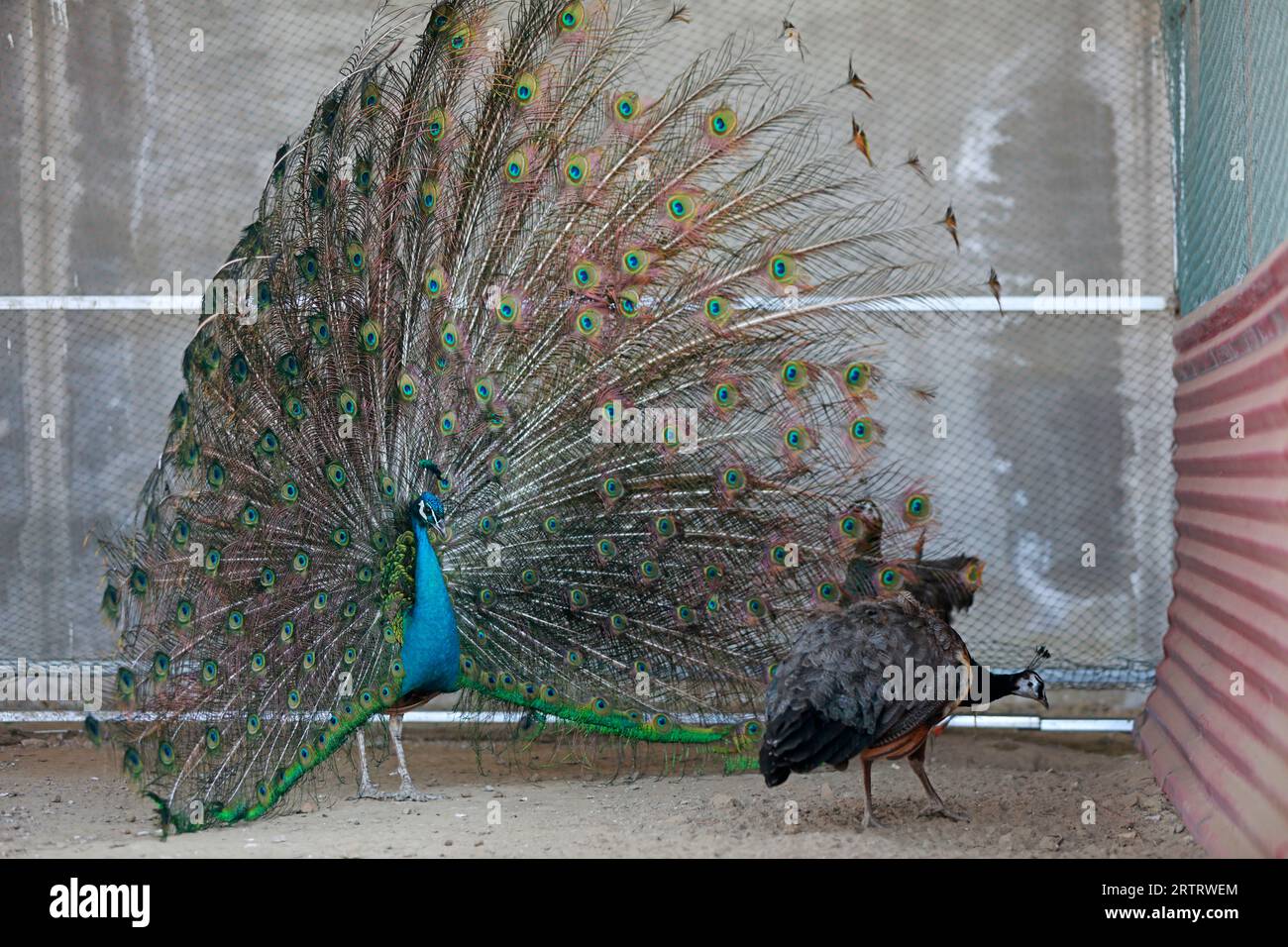 peacock flaunting its tail in a zoo, North China Stock Photo - Alamy