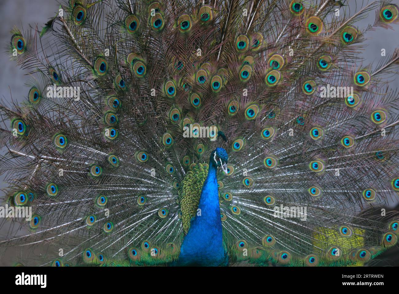 peacock flaunting its tail in a zoo, North China Stock Photo - Alamy