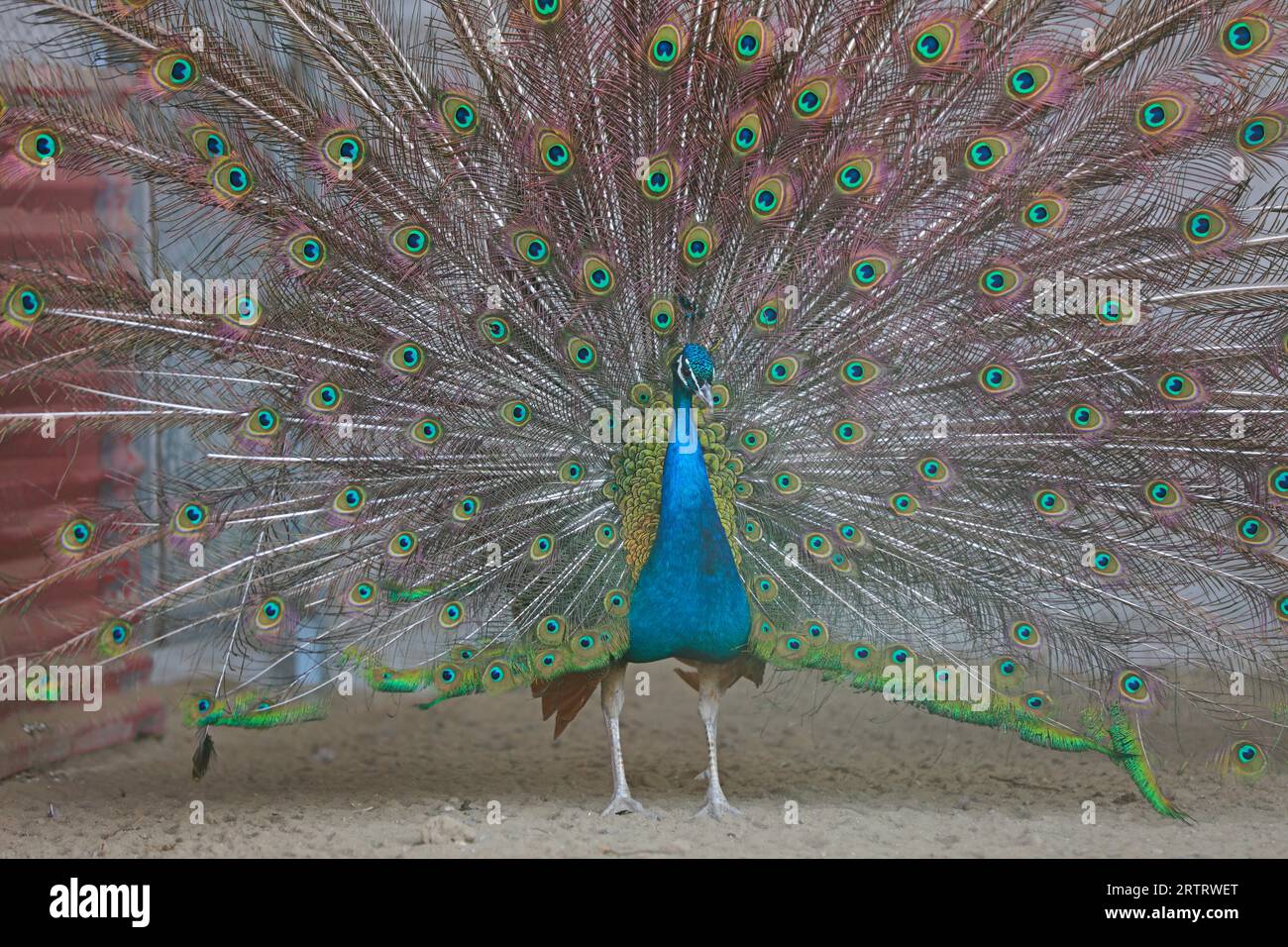 peacock flaunting its tail in a zoo, North China Stock Photo - Alamy