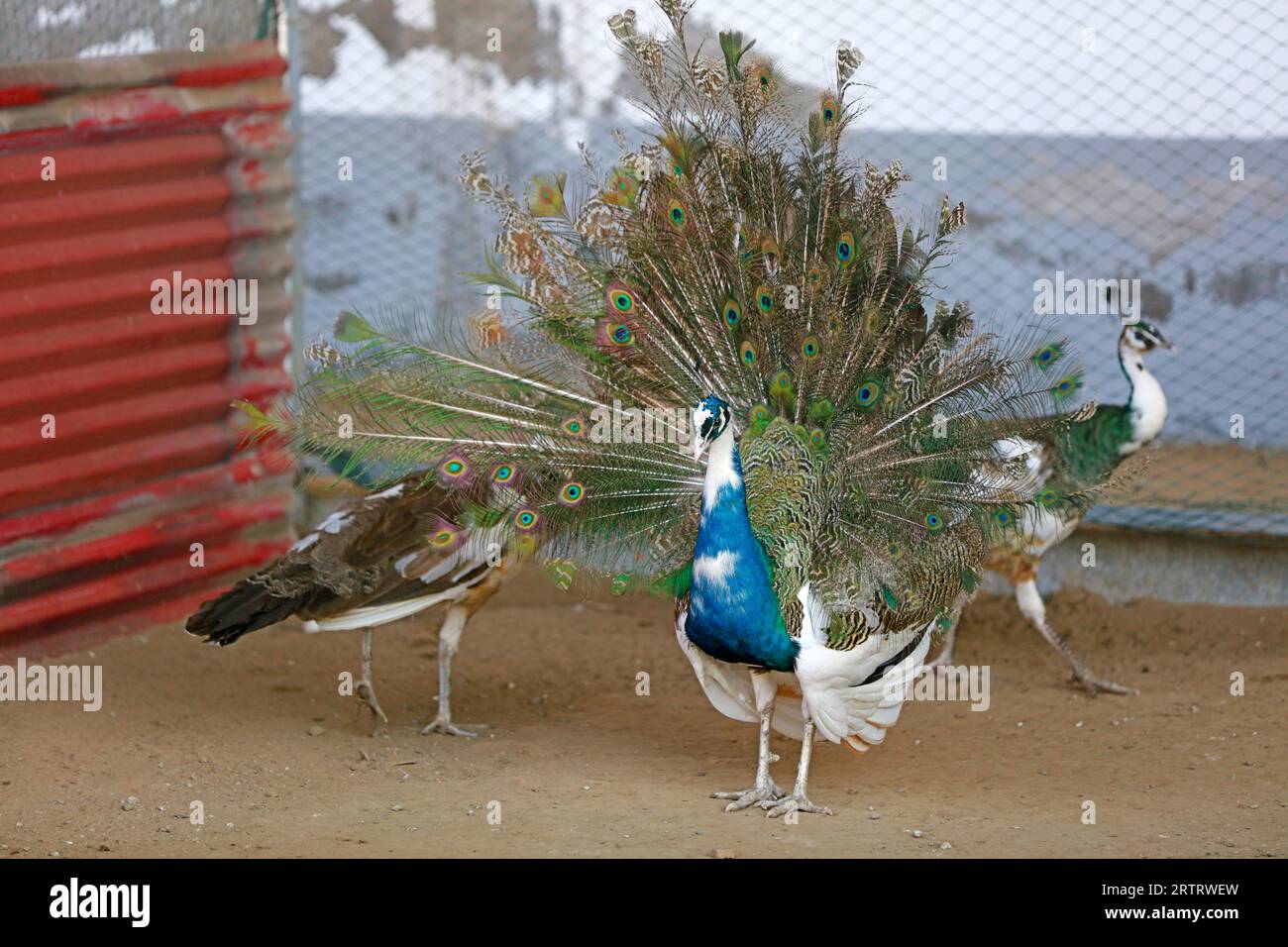 peacock flaunting its tail in a zoo, North China Stock Photo - Alamy