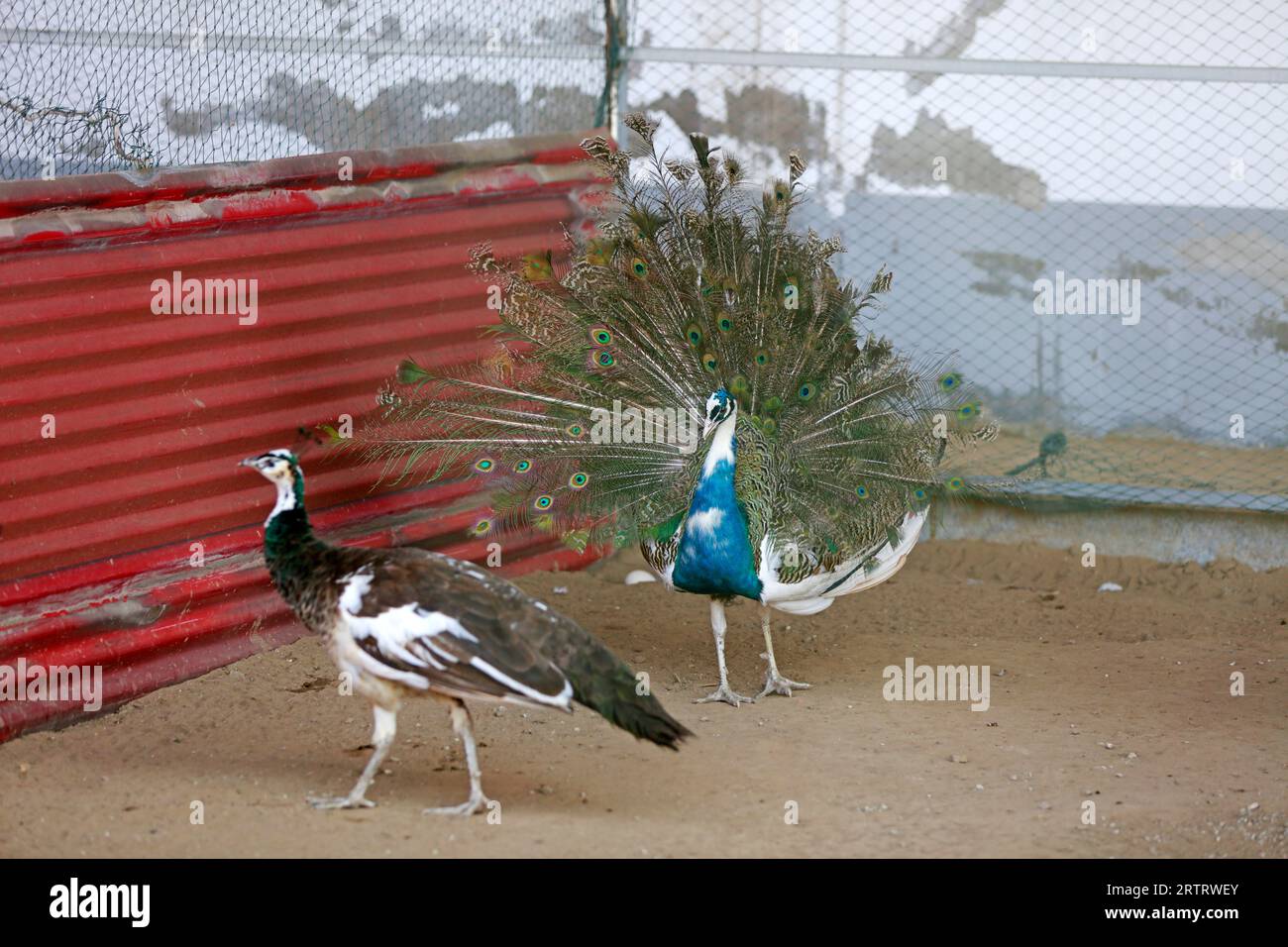 peacock flaunting its tail in a zoo, North China Stock Photo - Alamy