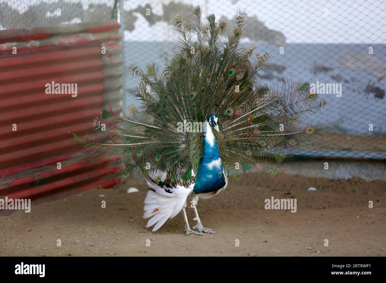 peacock flaunting its tail in a zoo, North China Stock Photo - Alamy