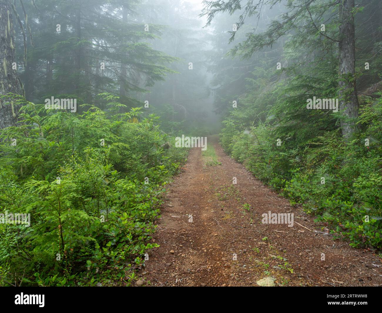 Above the dosewallips river hi-res stock photography and images - Alamy