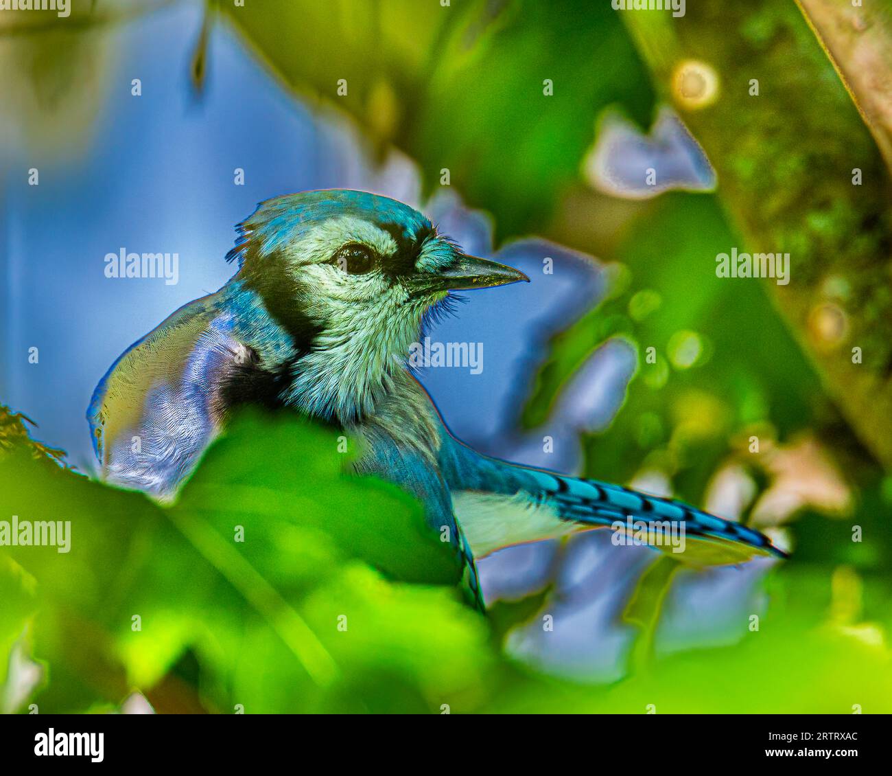 Northern blue jays hi-res stock photography and images - Alamy