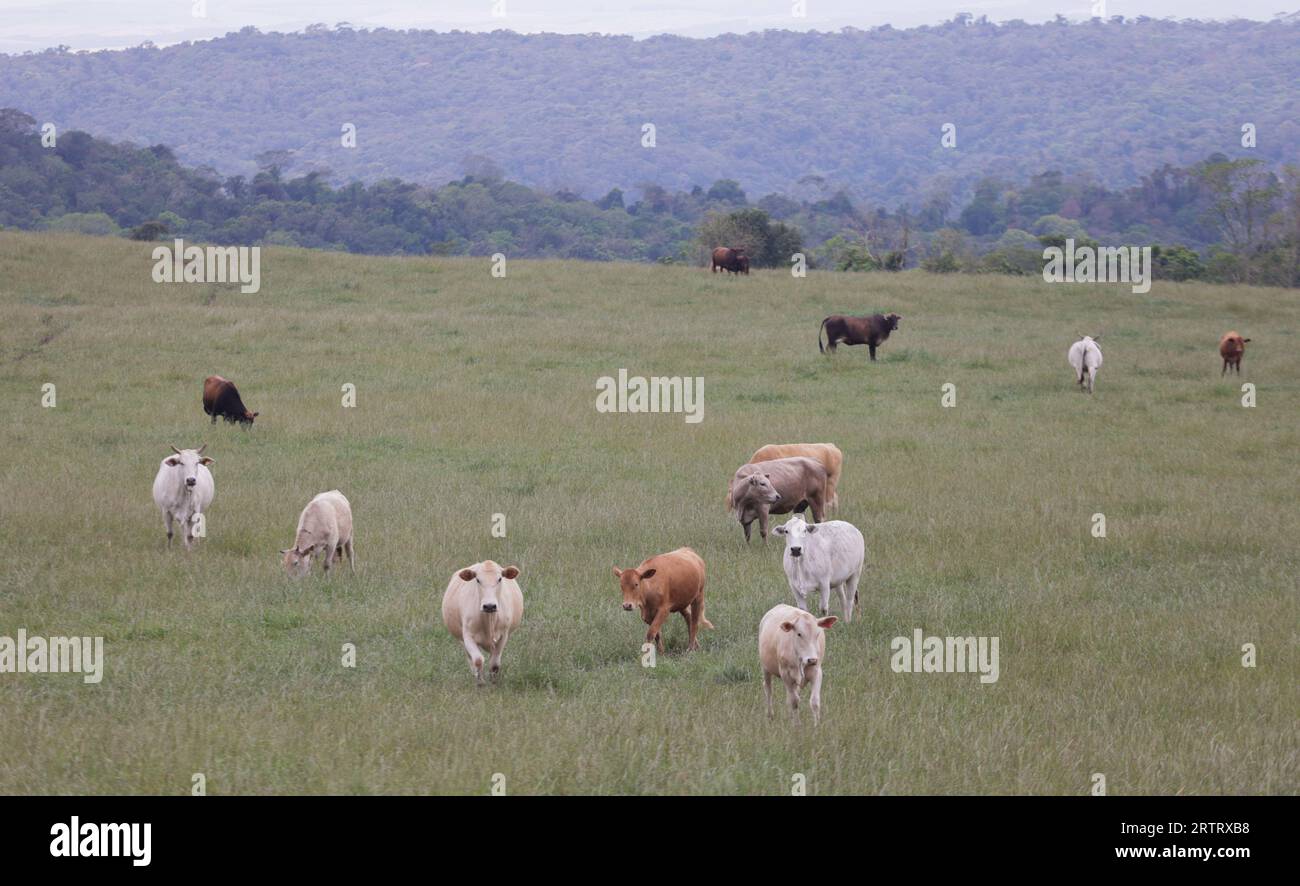 Ponta Grossa, Brazil. 09th Sep, 2023. Herd of oxen and cows of the Red ...