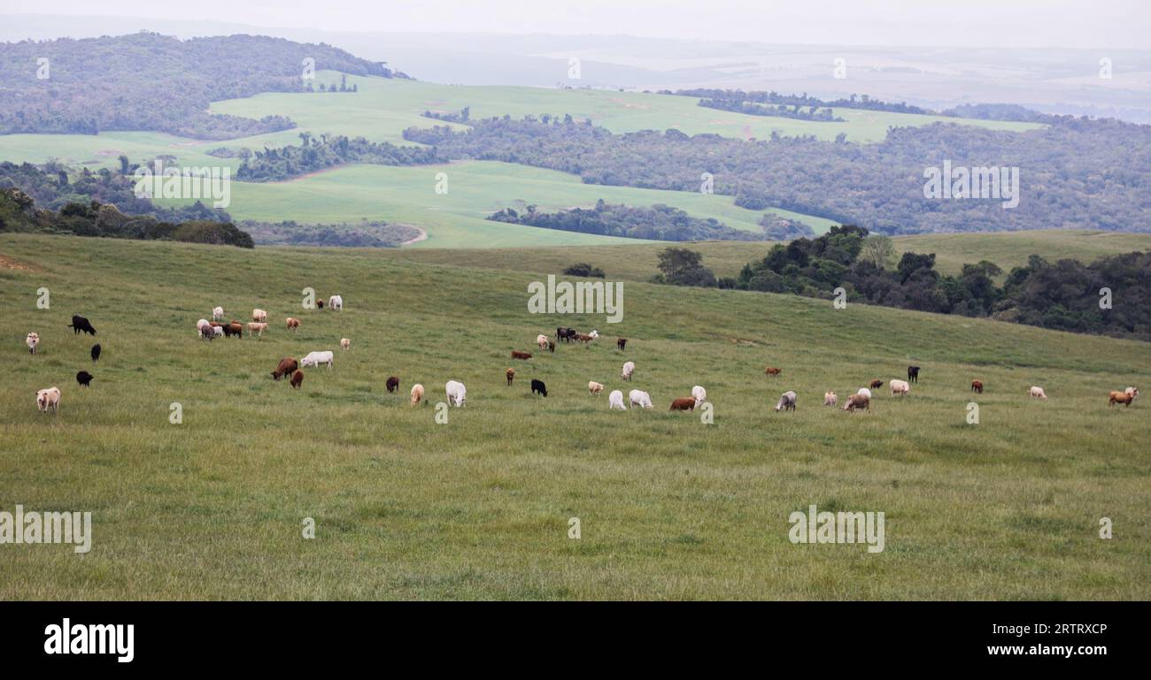 Ponta Grossa, Brazil. 09th Sep, 2023. Herd of oxen and cows of the Red ...