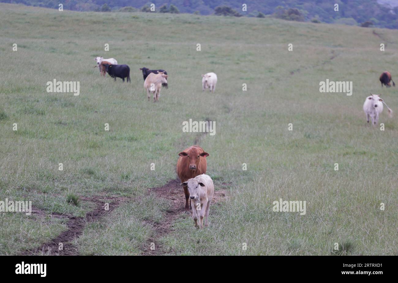 Ponta Grossa, Brazil. 09th Sep, 2023. Herd of oxen and cows of the Red ...