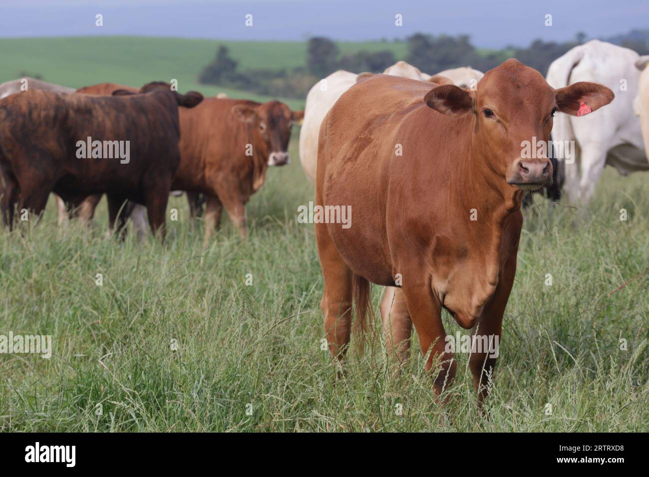 Ponta Grossa, Brazil. 09th Sep, 2023. Herd of oxen and cows of the Red ...