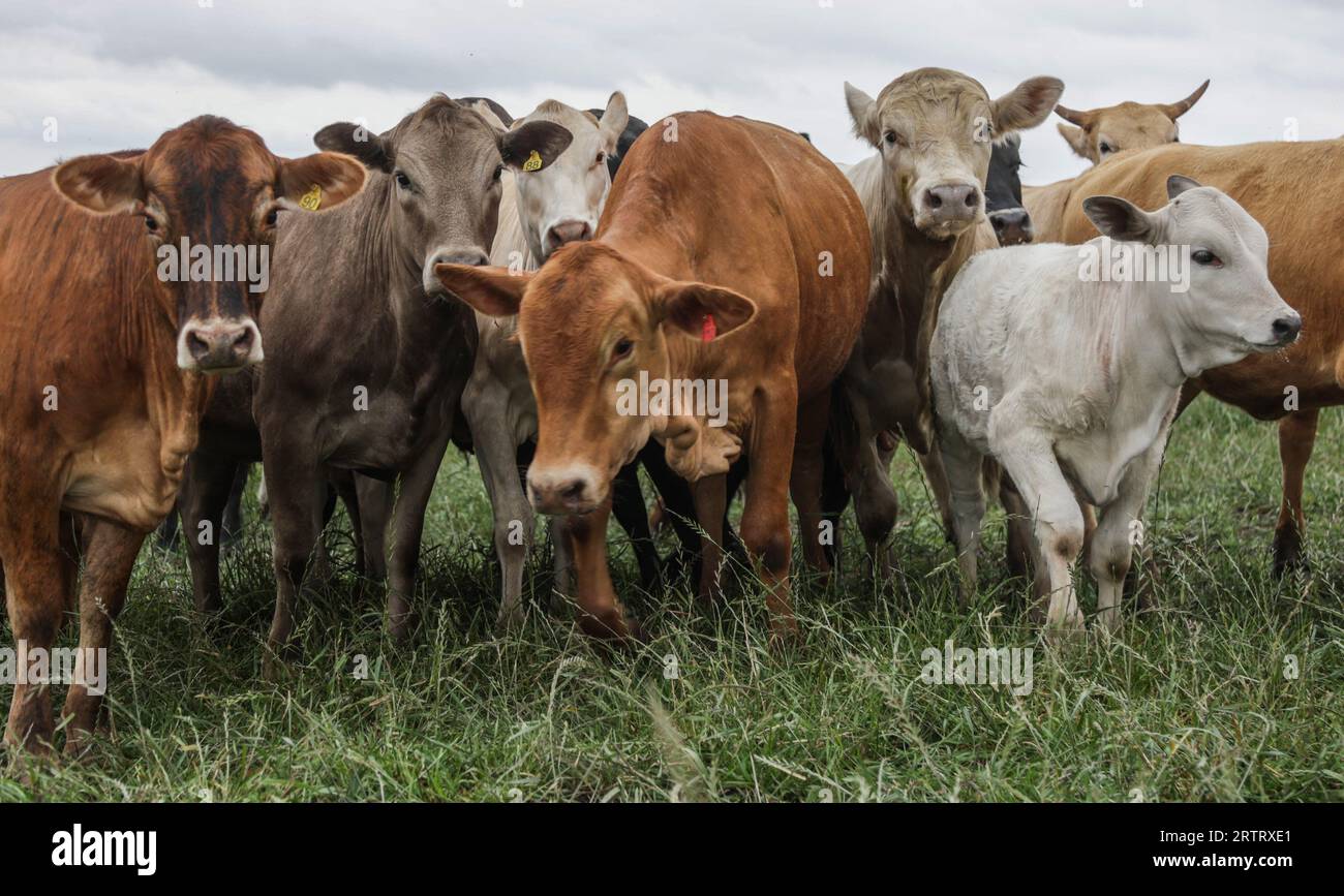 Ponta Grossa, Brazil. 09th Sep, 2023. Herd of oxen and cows of the Red ...
