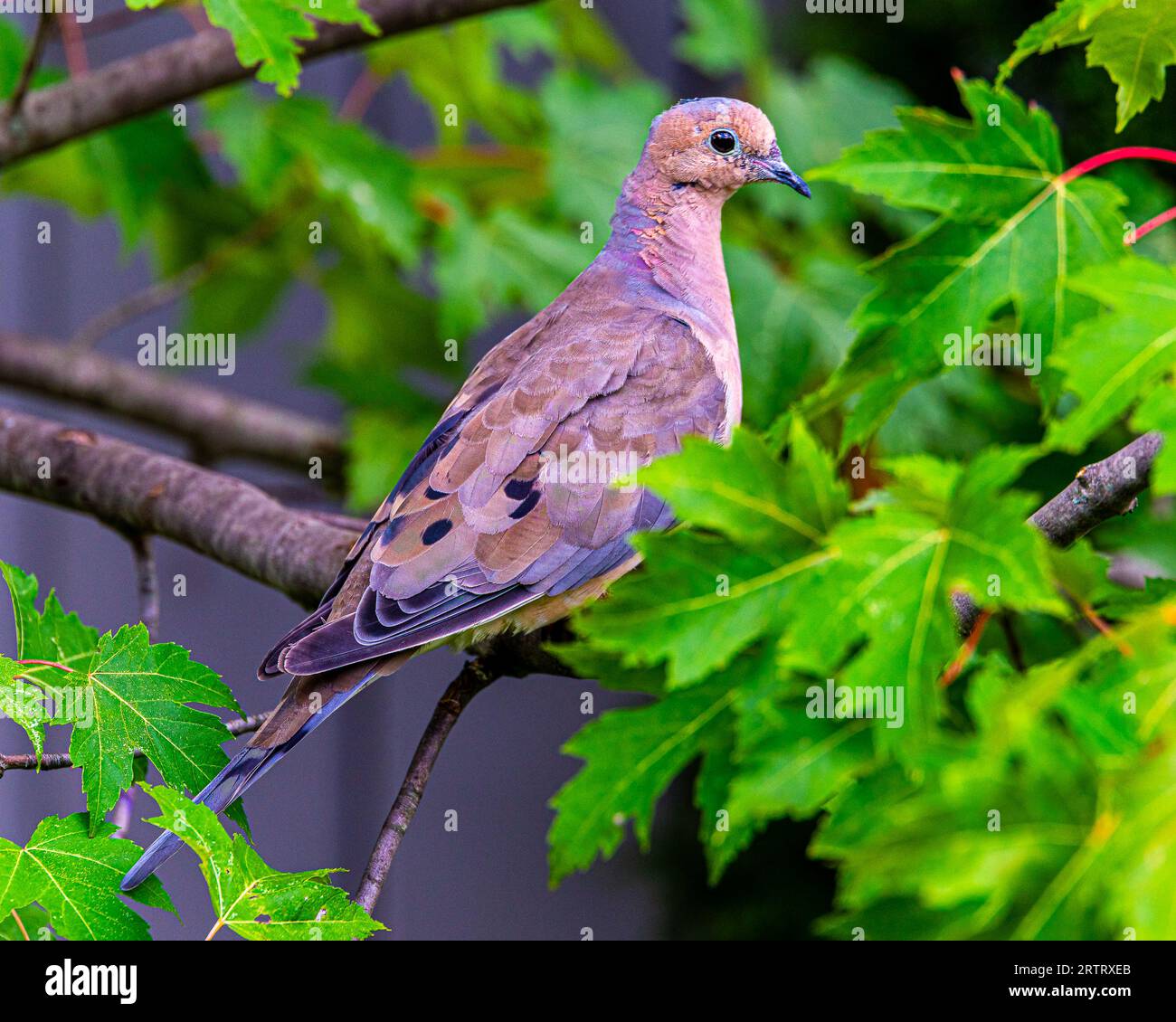 Mourning dove (Zenaida macroura) A graceful dove living throughout the ...