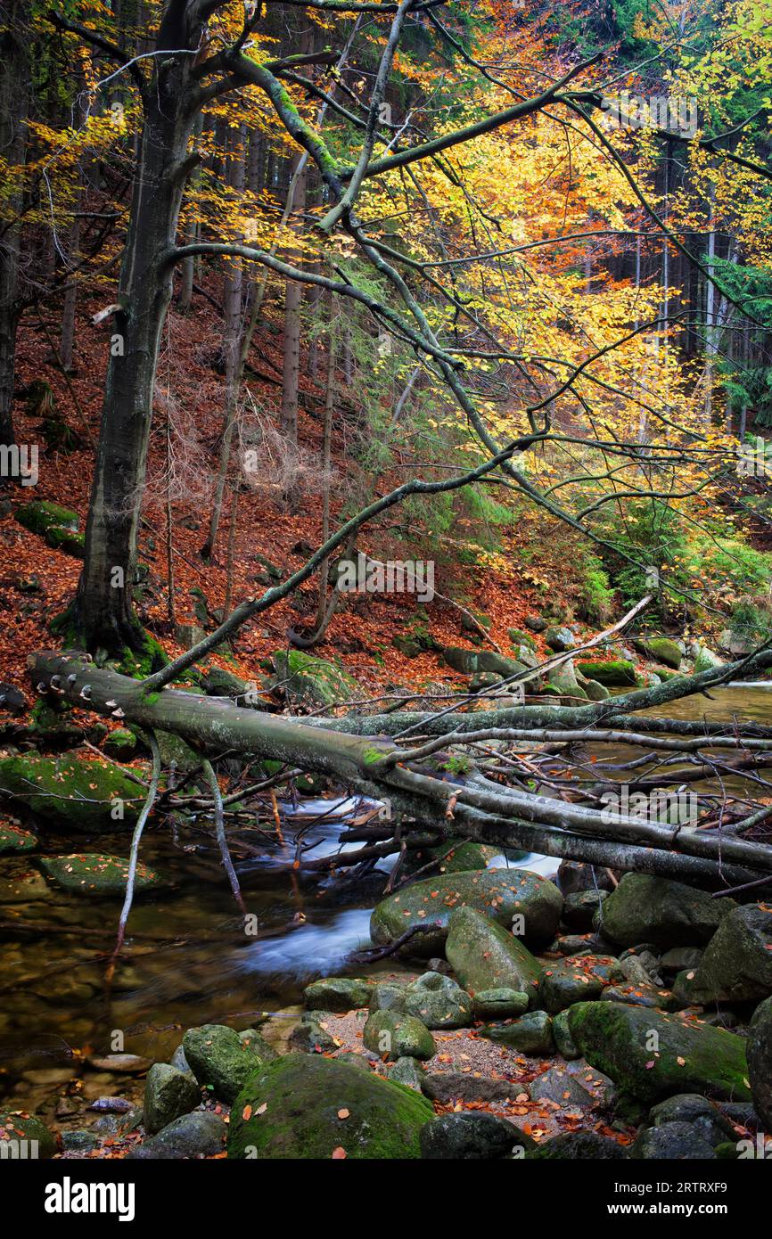 Stream with fallen tree in autumn forest mountain wilderness, leaves on ...