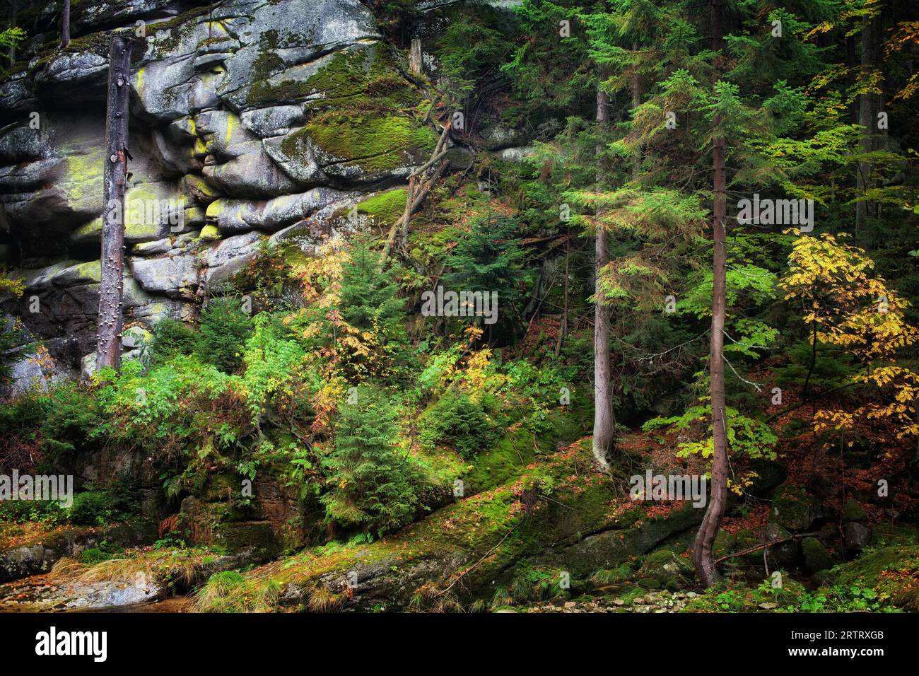In steep mossy rocks hi-res stock photography and images - Alamy