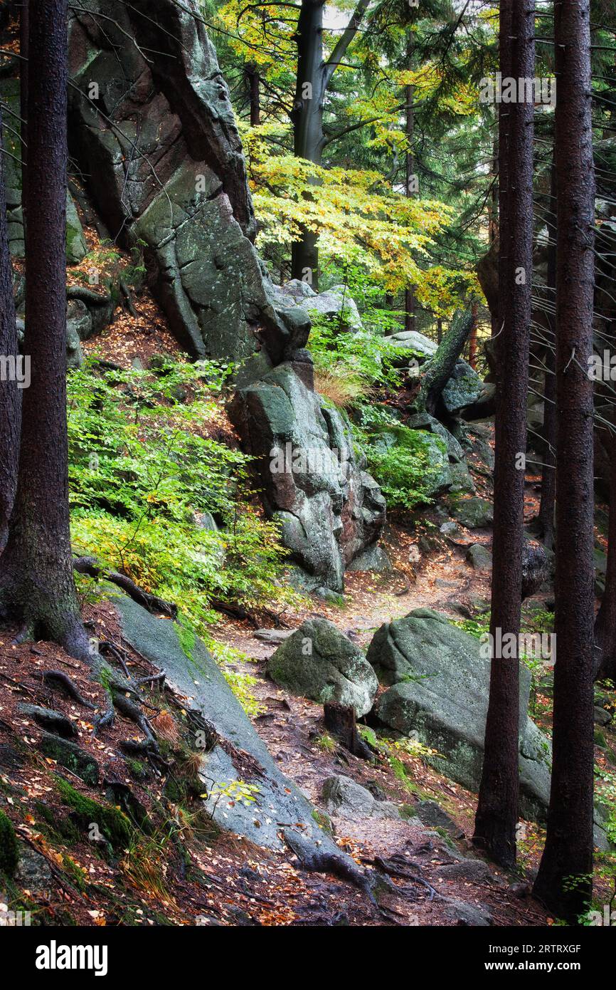 Forest slope hi-res stock photography and images - Alamy