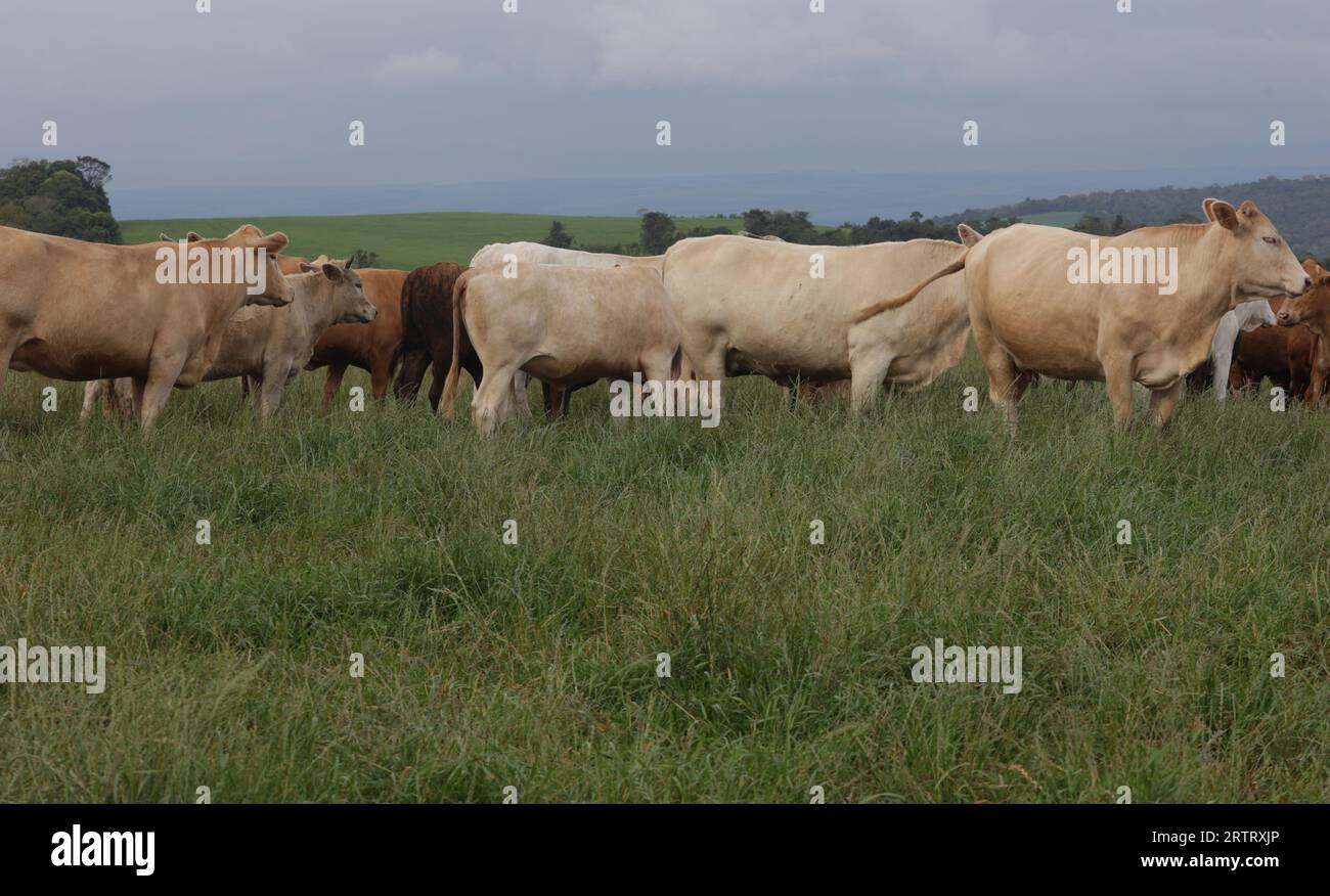 Ponta Grossa, Brazil. 09th Sep, 2023. Herd of oxen and cows of the Red ...