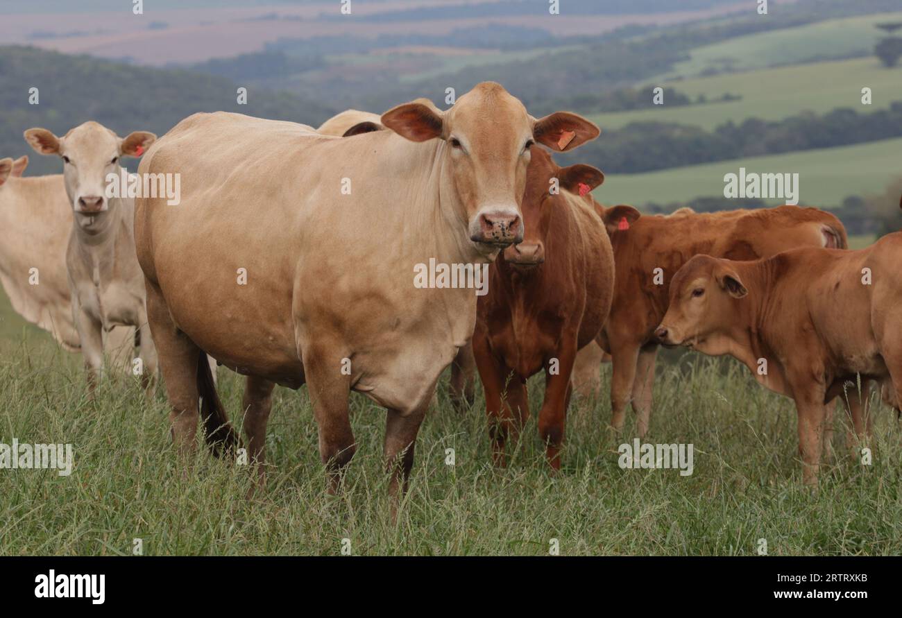 Ponta Grossa, Brazil. 09th Sep, 2023. Herd of oxen and cows of the Red ...
