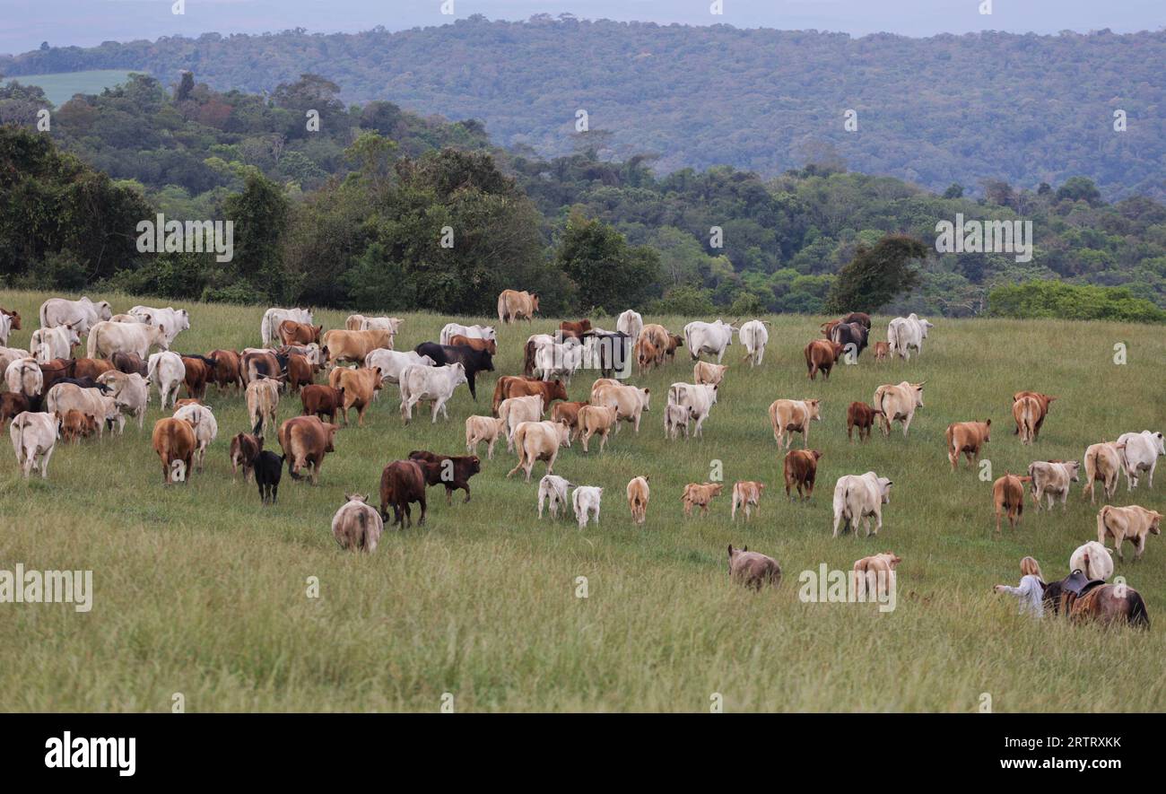 Ponta Grossa, Brazil. 09th Sep, 2023. Herd of oxen and cows of the Red ...