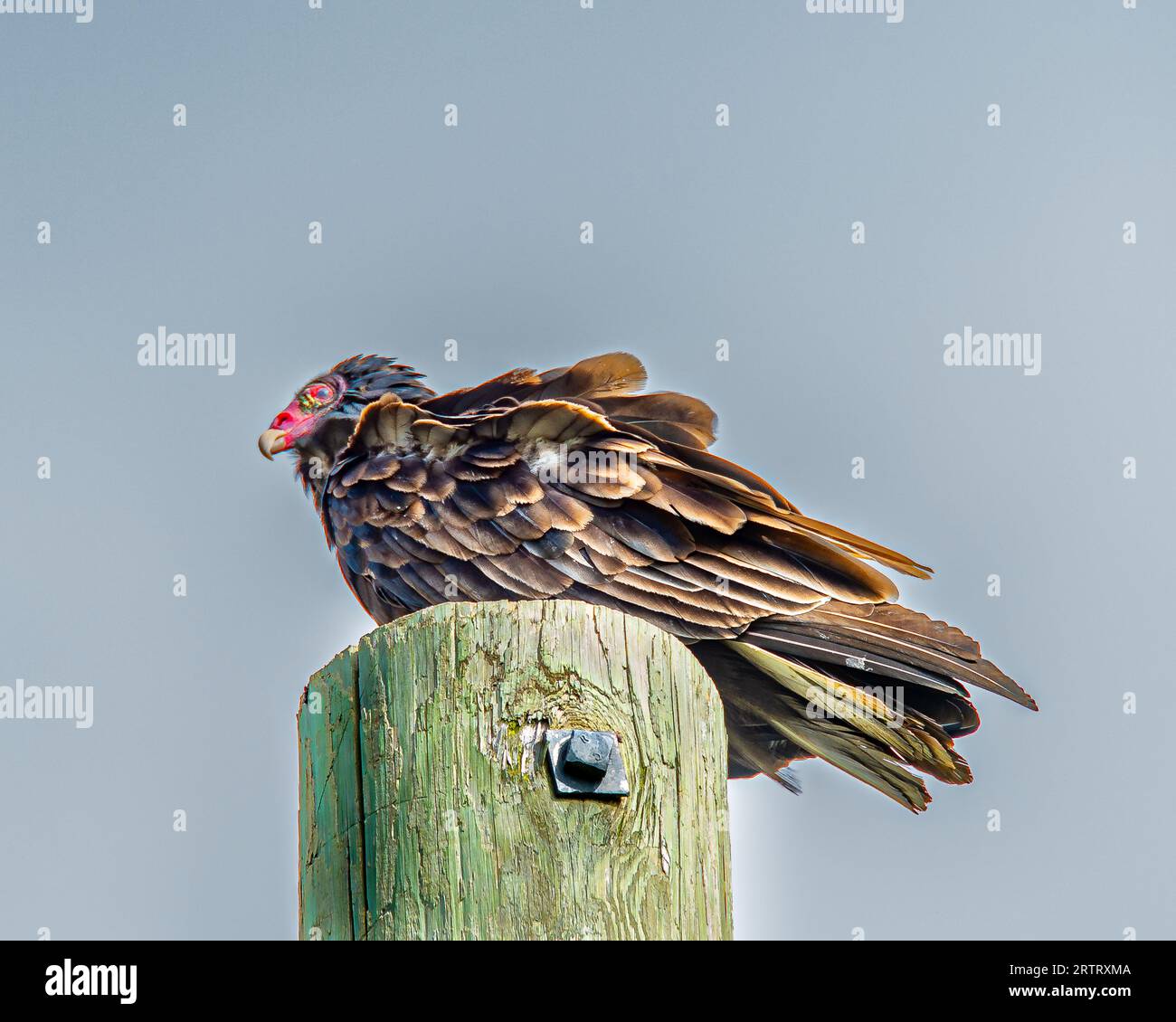 Turkey Vulture flying over the meadows in search of food. It flies ...