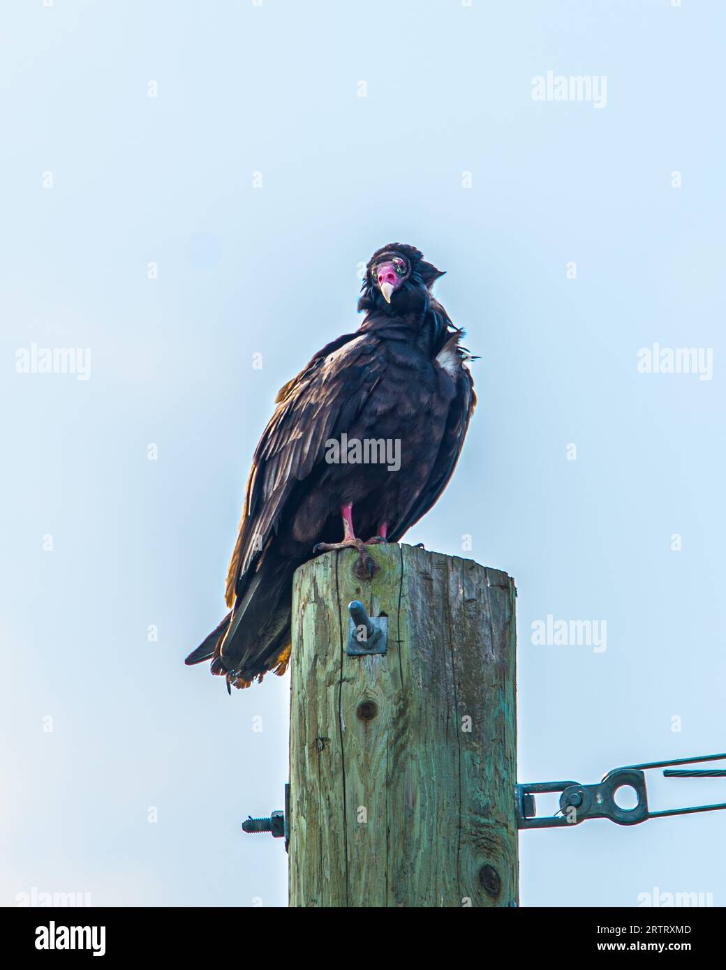Turkey Vulture flying over the meadows in search of food. It flies ...