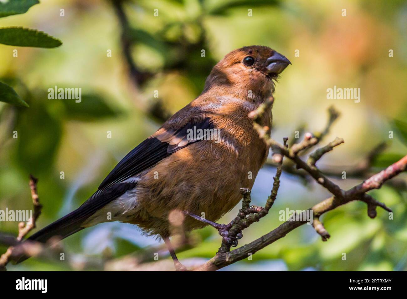 Juvenile bullfinch hi-res stock photography and images - Alamy