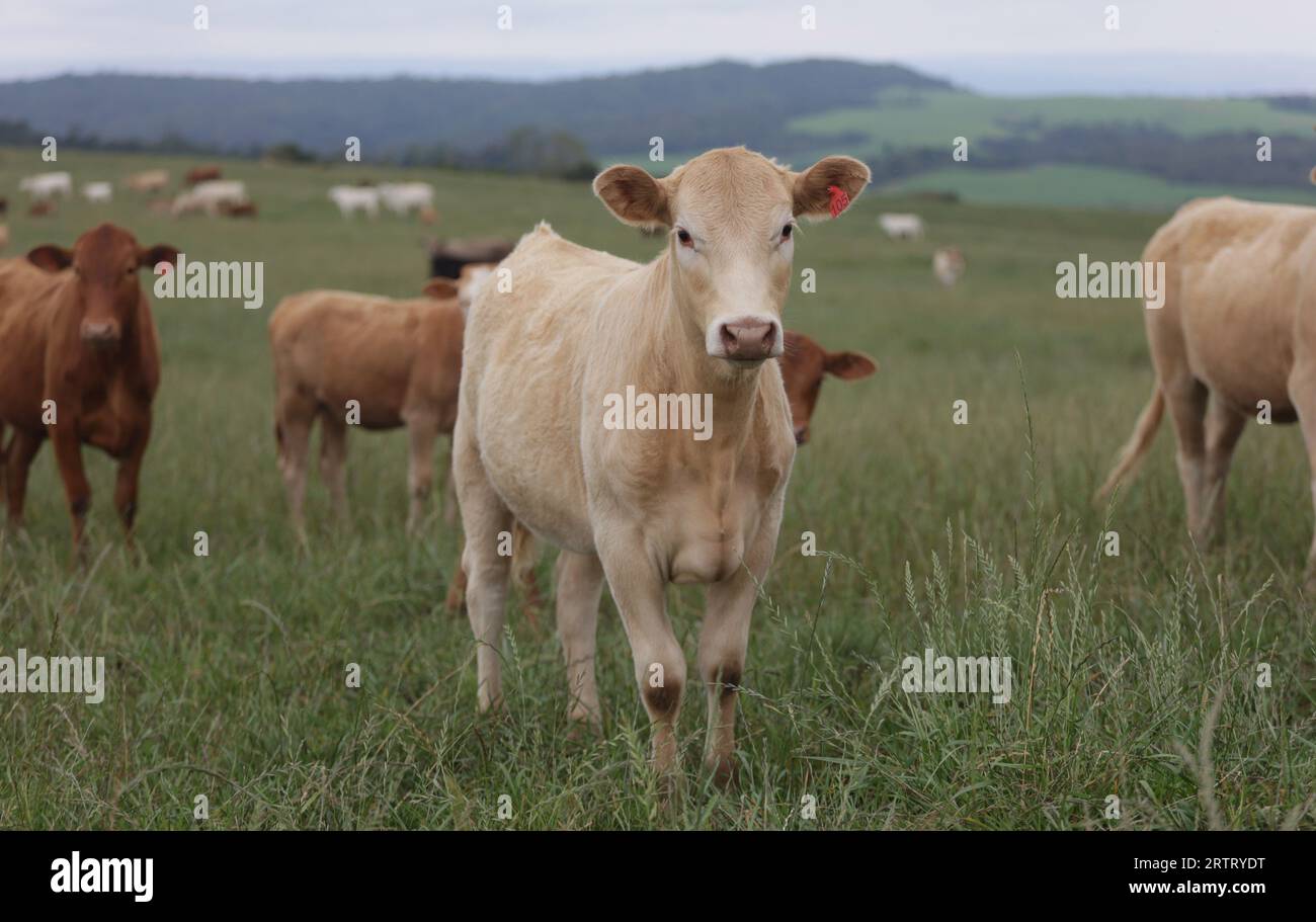 Ponta Grossa, Brazil. 09th Sep, 2023. Herd of oxen and cows of the Red ...