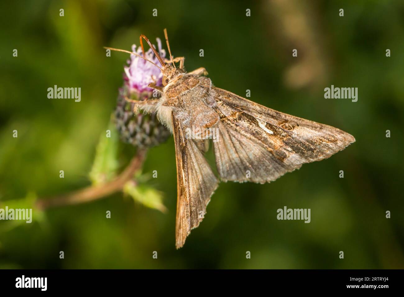 Gamma owl on a flower, A silver Y moth on a flower Stock Photo - Alamy