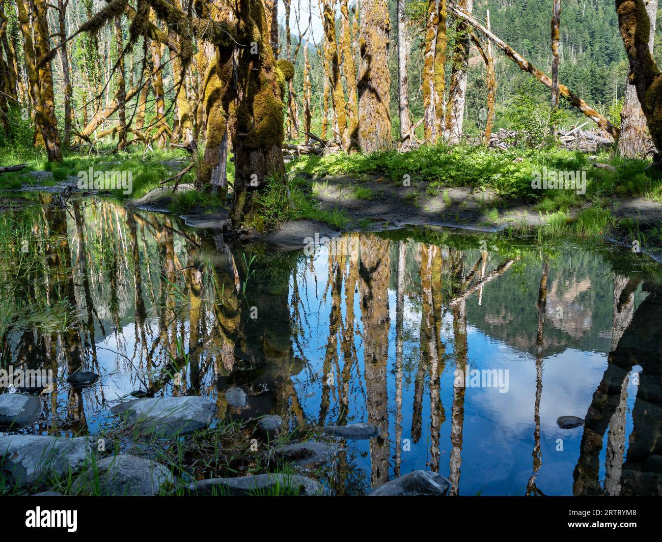 Elwha river overflow hi-res stock photography and images - Alamy