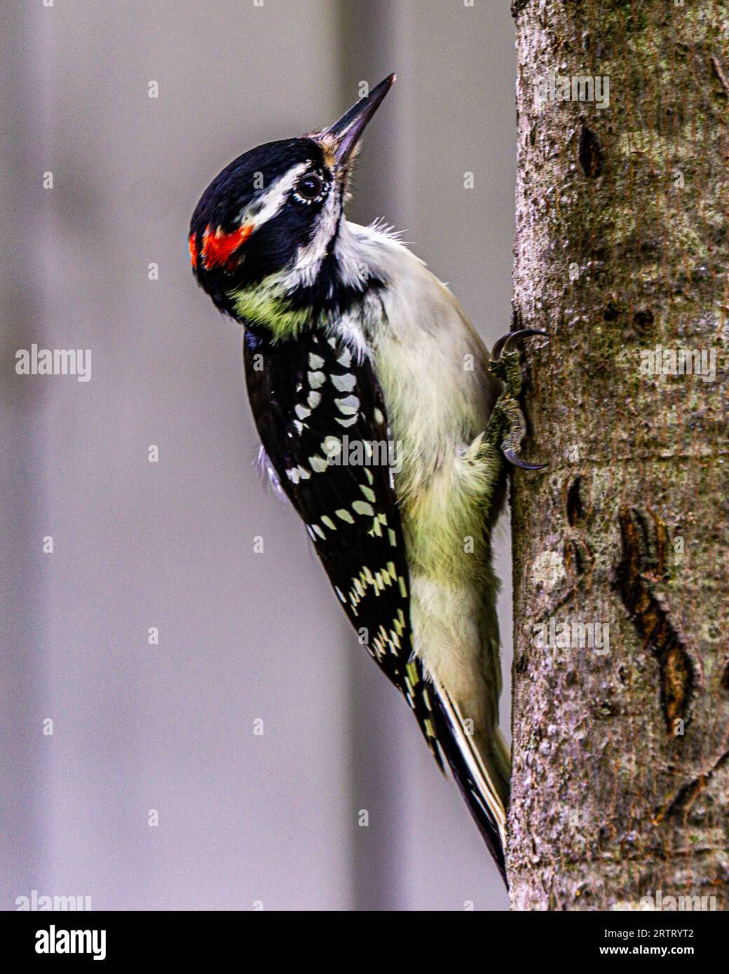 Woodpecker bird. In the Canadian forest, in the bush, I met a ...