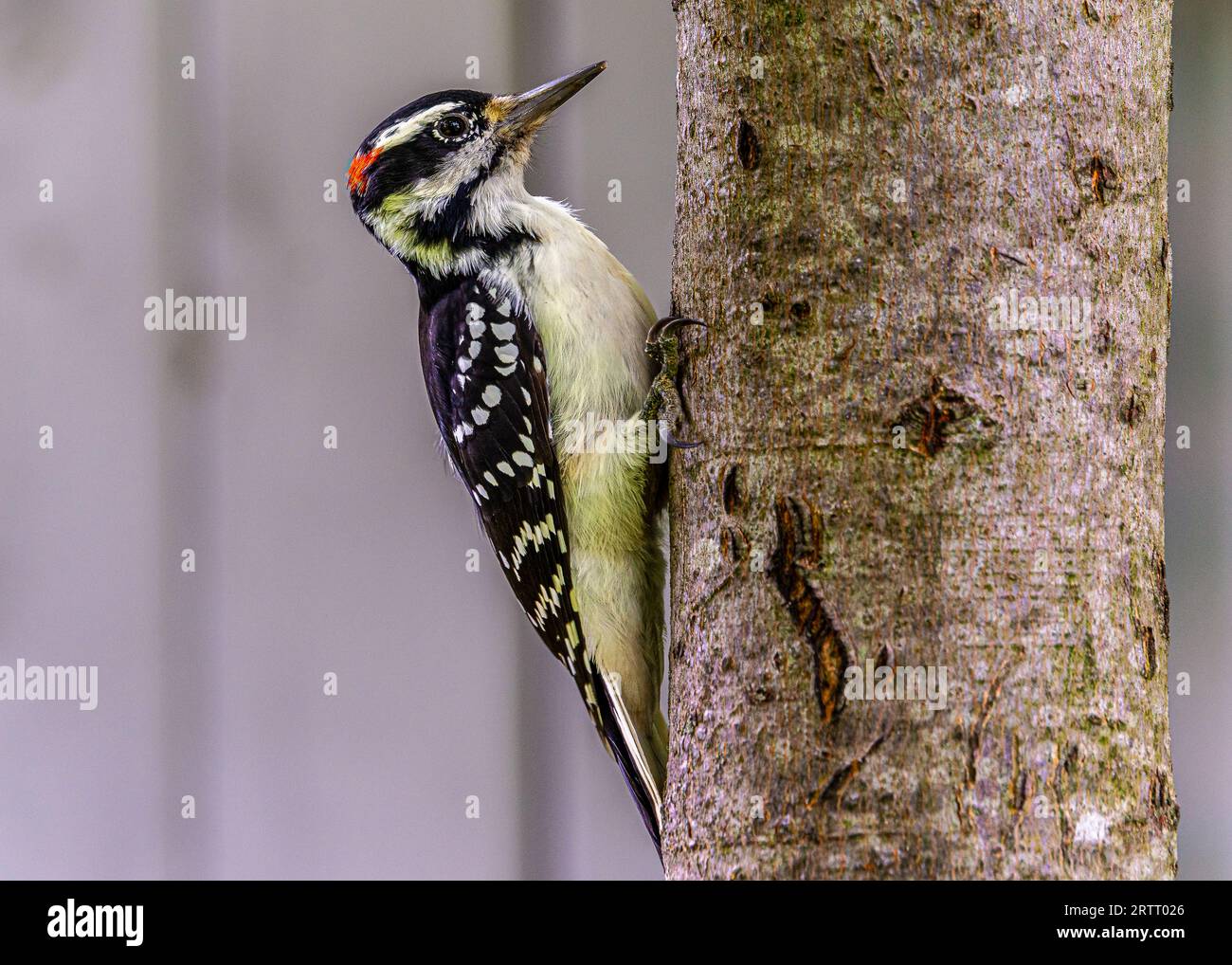 Woodpecker bird. In the Canadian forest, in the bush, I met a ...