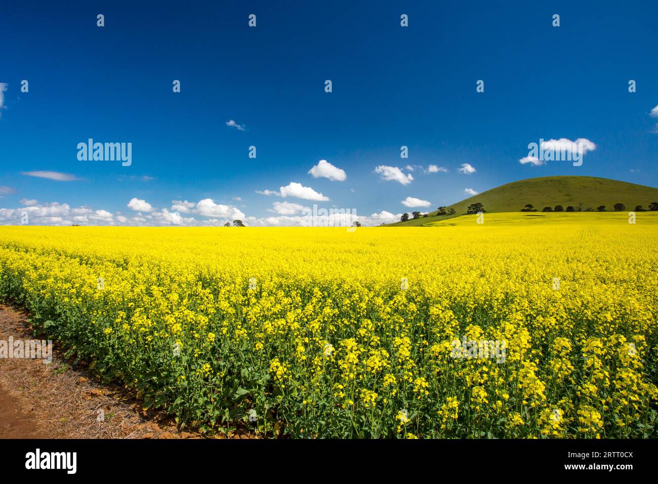 Fields of Canola in Australia Stock Photo - Alamy
