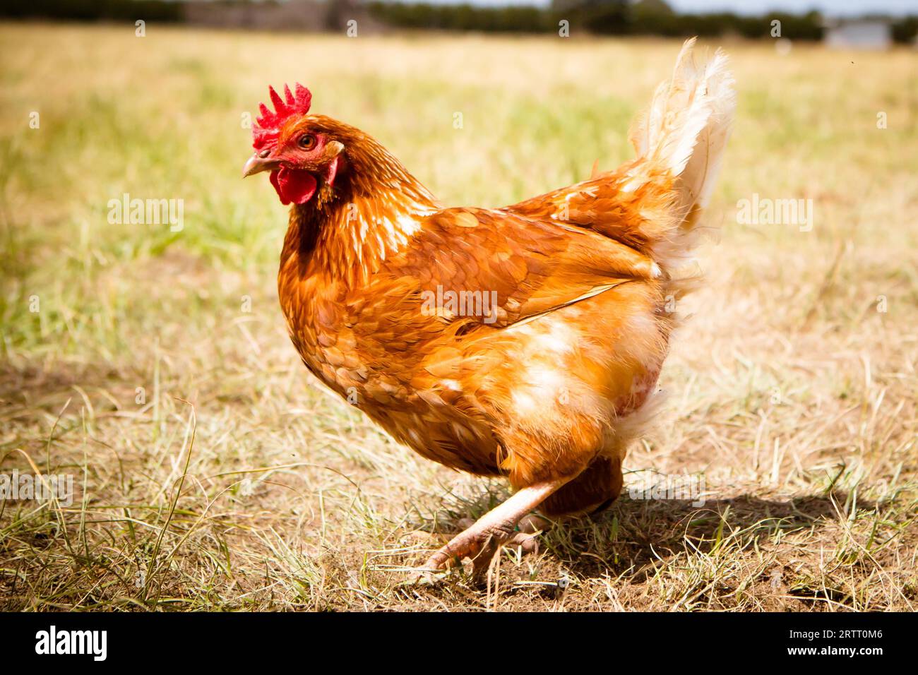 A flock of chickens roam freely in a lush green paddock near ...