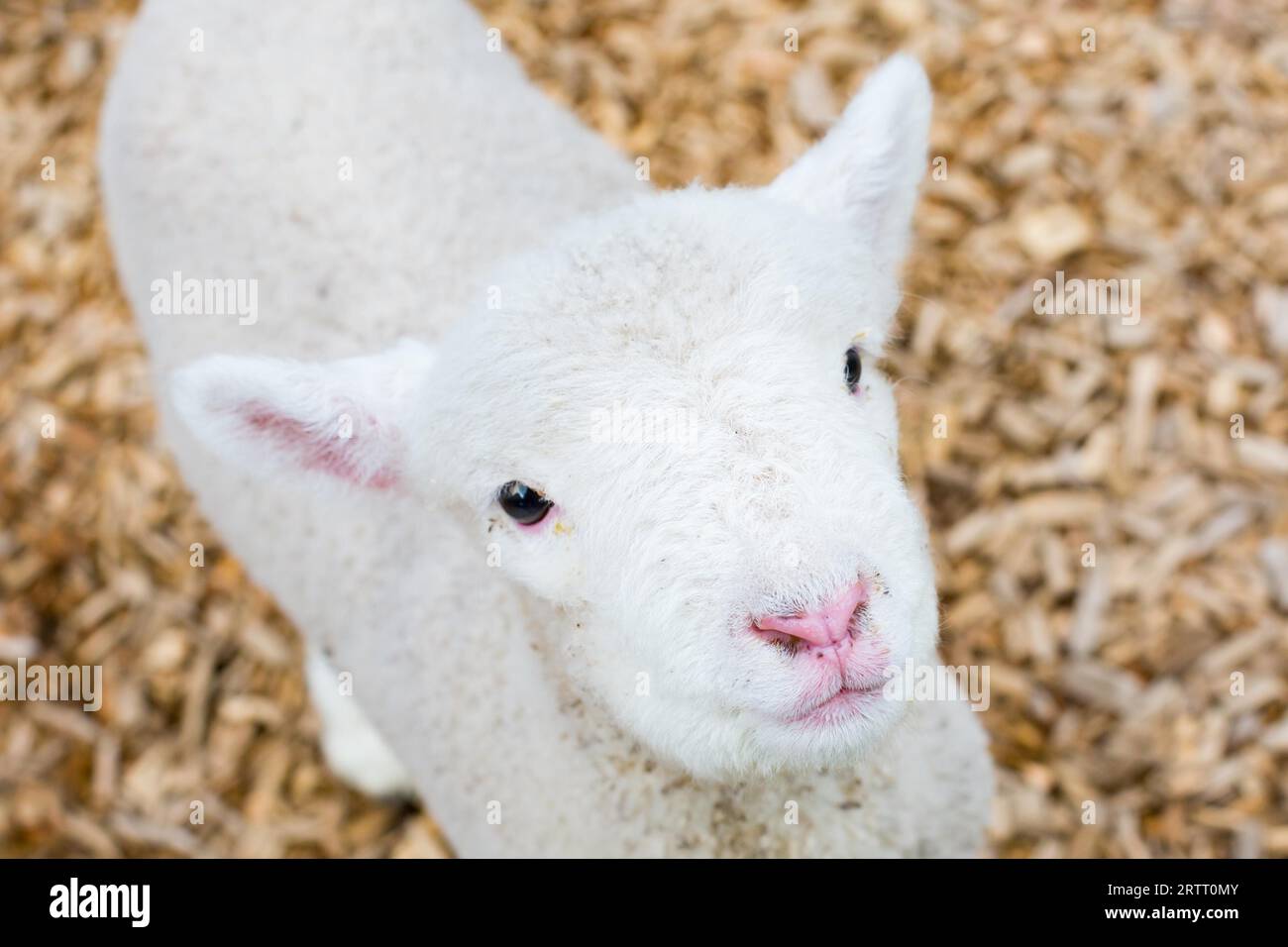 An inquisitive baby lamb in Victoria, Australia Stock Photo - Alamy