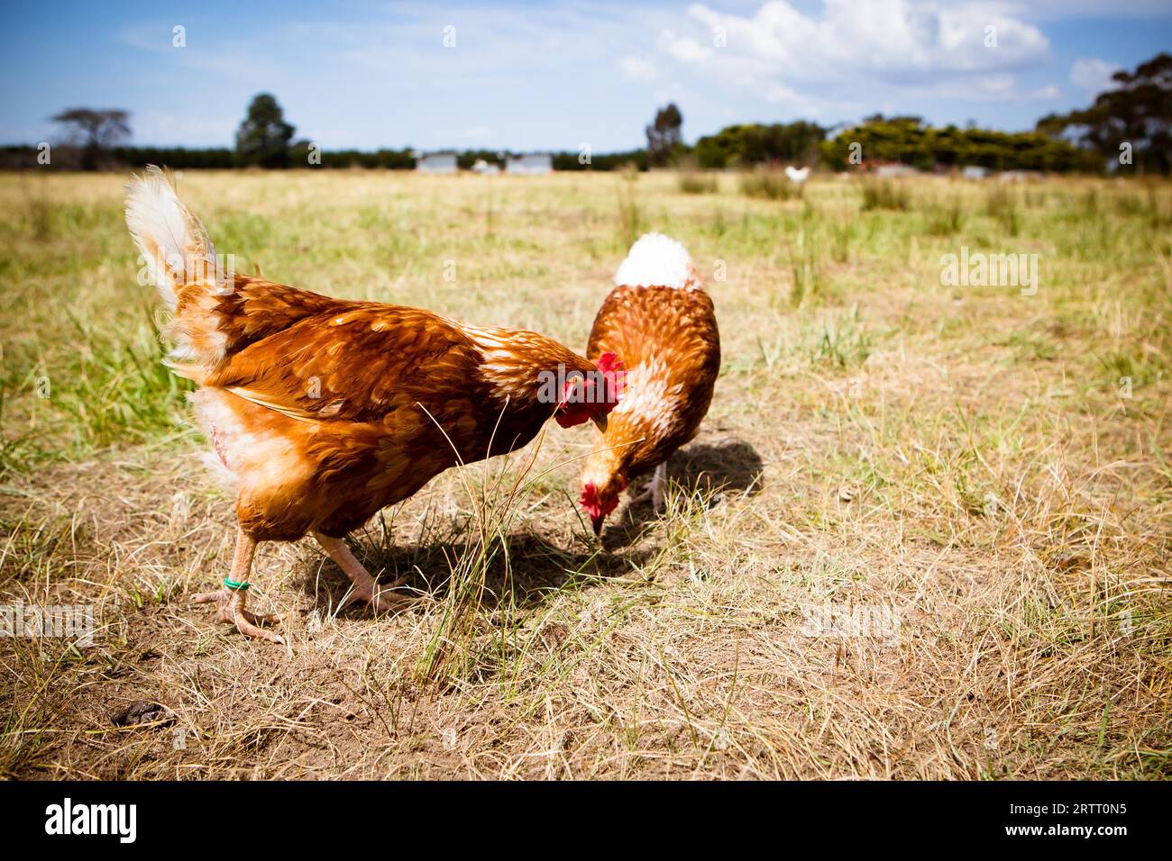 A flock of chickens roam freely in a lush green paddock near Clarkefield in Victoria, Australia ...