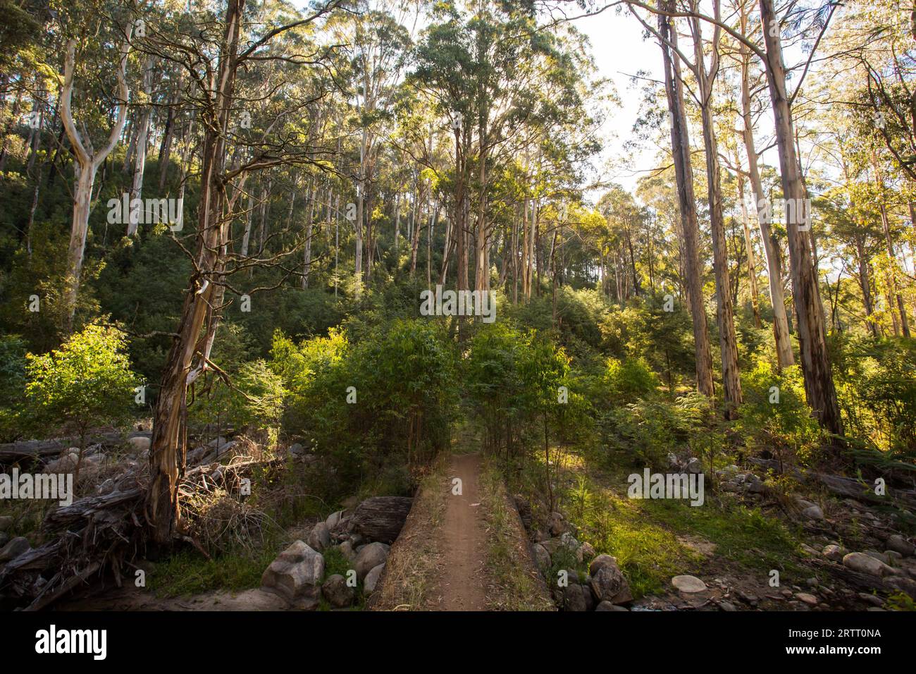 Delatite River Trail at Mt Buller Stock Photo - Alamy