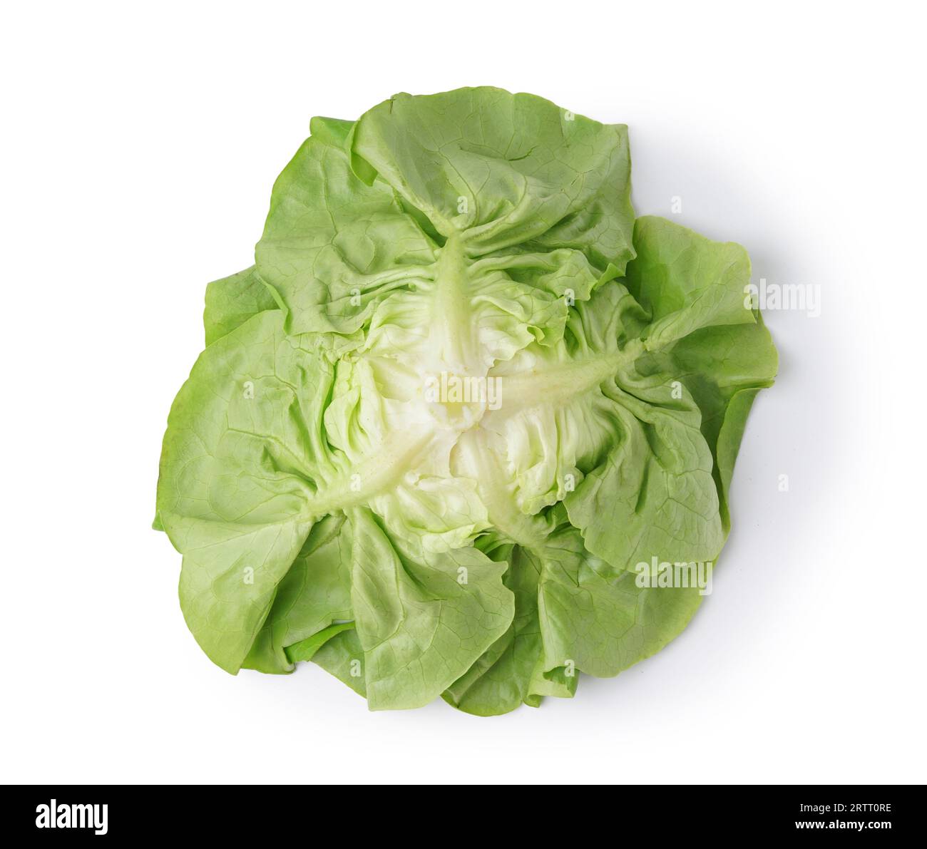 Fresh Boston lettuce on white background Stock Photo - Alamy