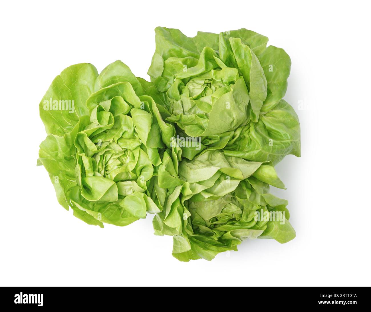 Fresh Boston lettuce on white background Stock Photo - Alamy