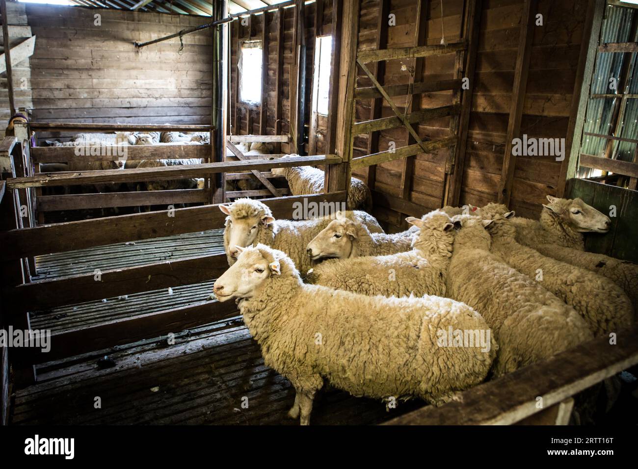 Sheep shearing shed australia hi-res stock photography and images - Alamy