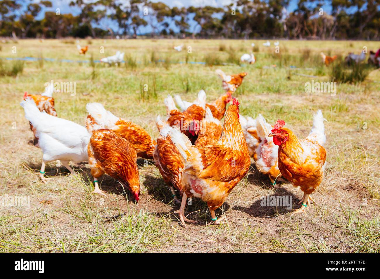 A flock of chickens roam freely in a lush green paddock near ...