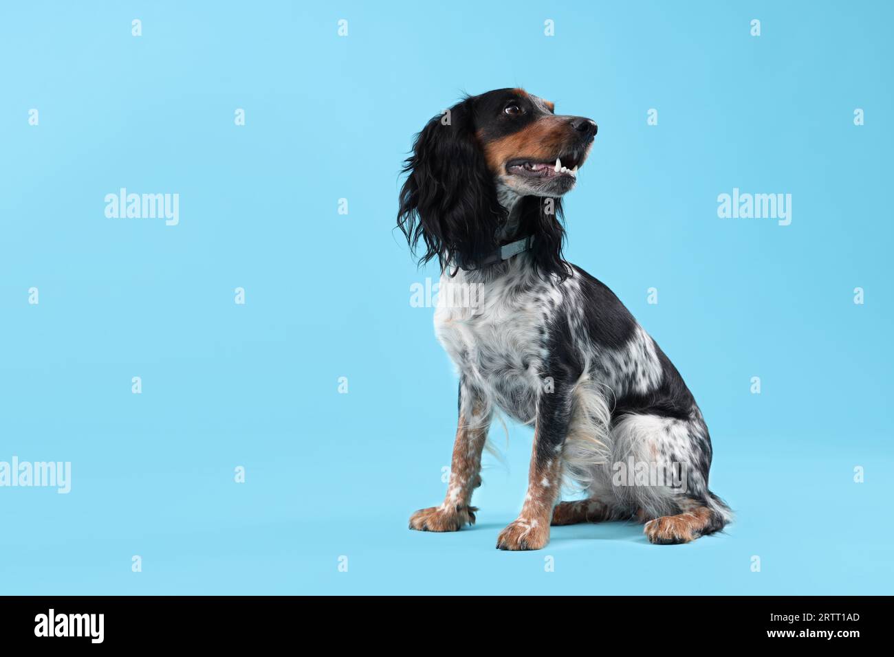 Cute cocker spaniel sitting on blue background Stock Photo - Alamy