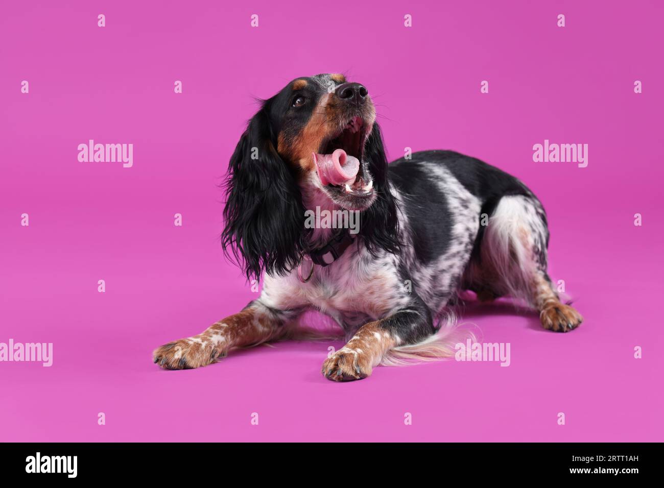 Cute cocker spaniel lying on purple background Stock Photo - Alamy