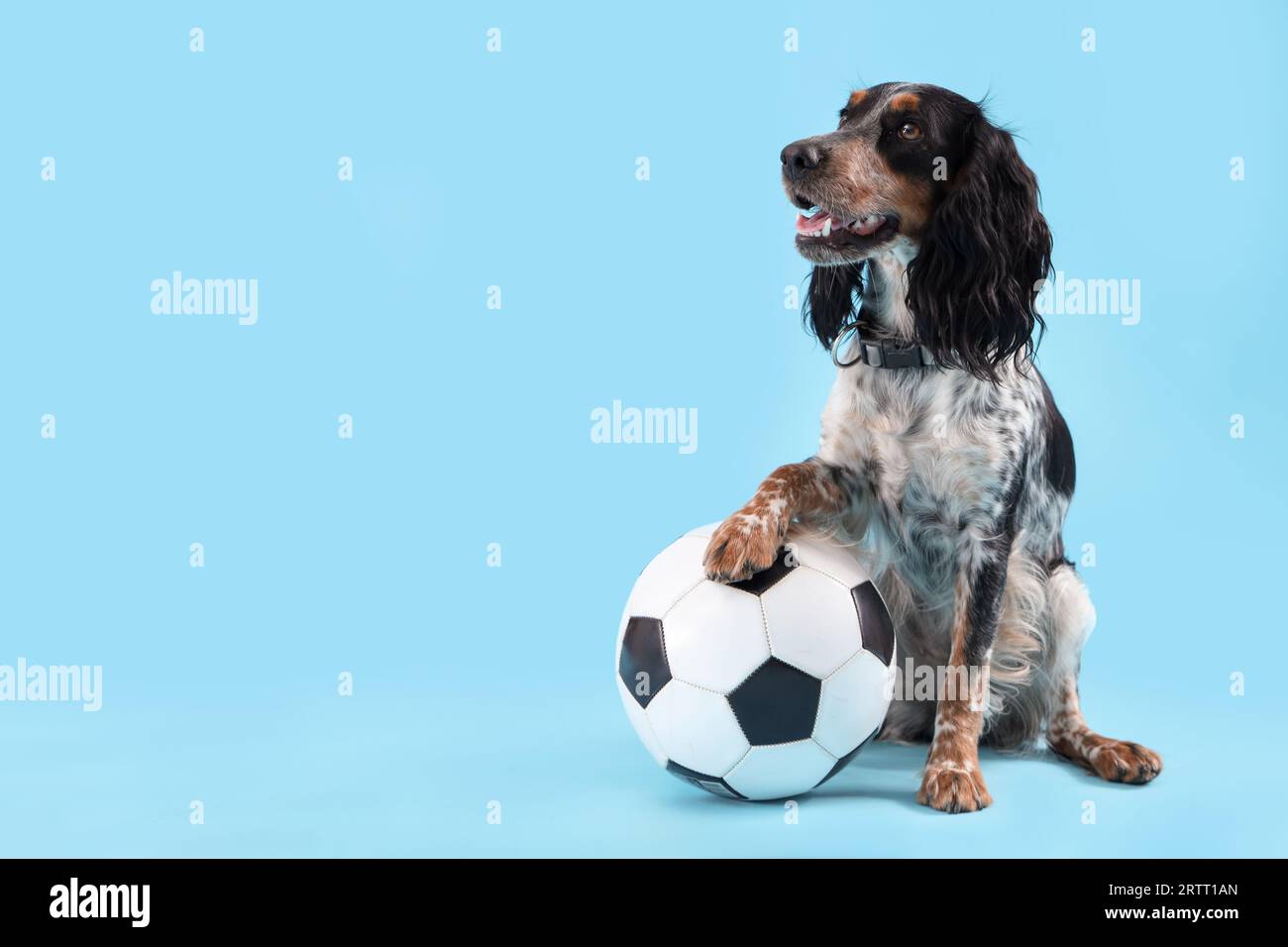 Cute cocker spaniel with soccer ball sitting on blue background Stock ...